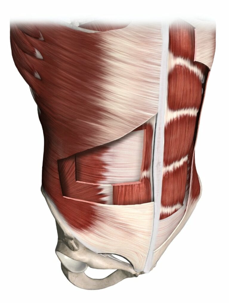 Diastasis Rectus Abdominis | Baby Belly Pelvic Support by Diane Lee